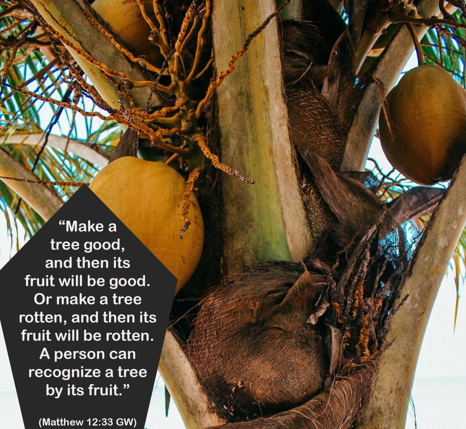 What Will Make You Produce Good Fruit? – Honest Reflections